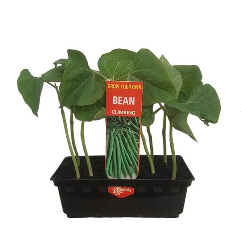 Punnet Climbing Bean - Phaseolus vulgaris - Grow Your Own Range ...