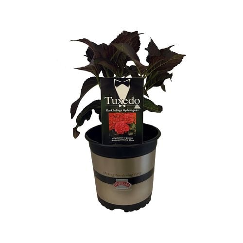 2.5L Hydrangea Tuxedo Red - Hydrangea macrophylla - Bunnings New Zealand