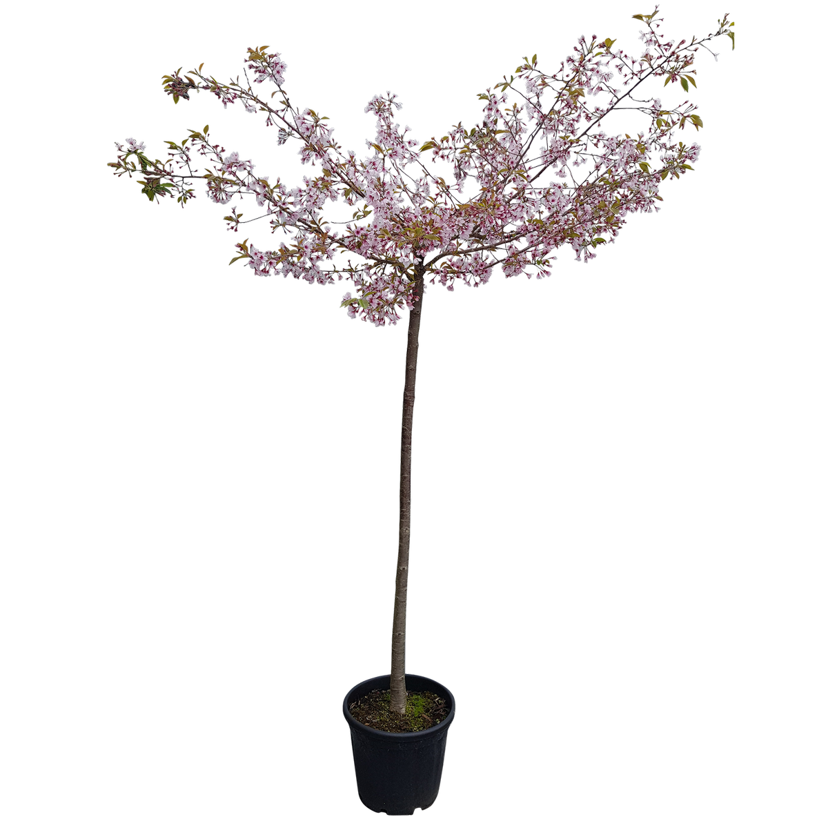 30L Top Worked Flowering Cherry - Prunus x yedoensis Awanui - Bunnings ...