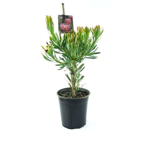 350mm Protea Venus - Protea repens x aristata - Bunnings New Zealand