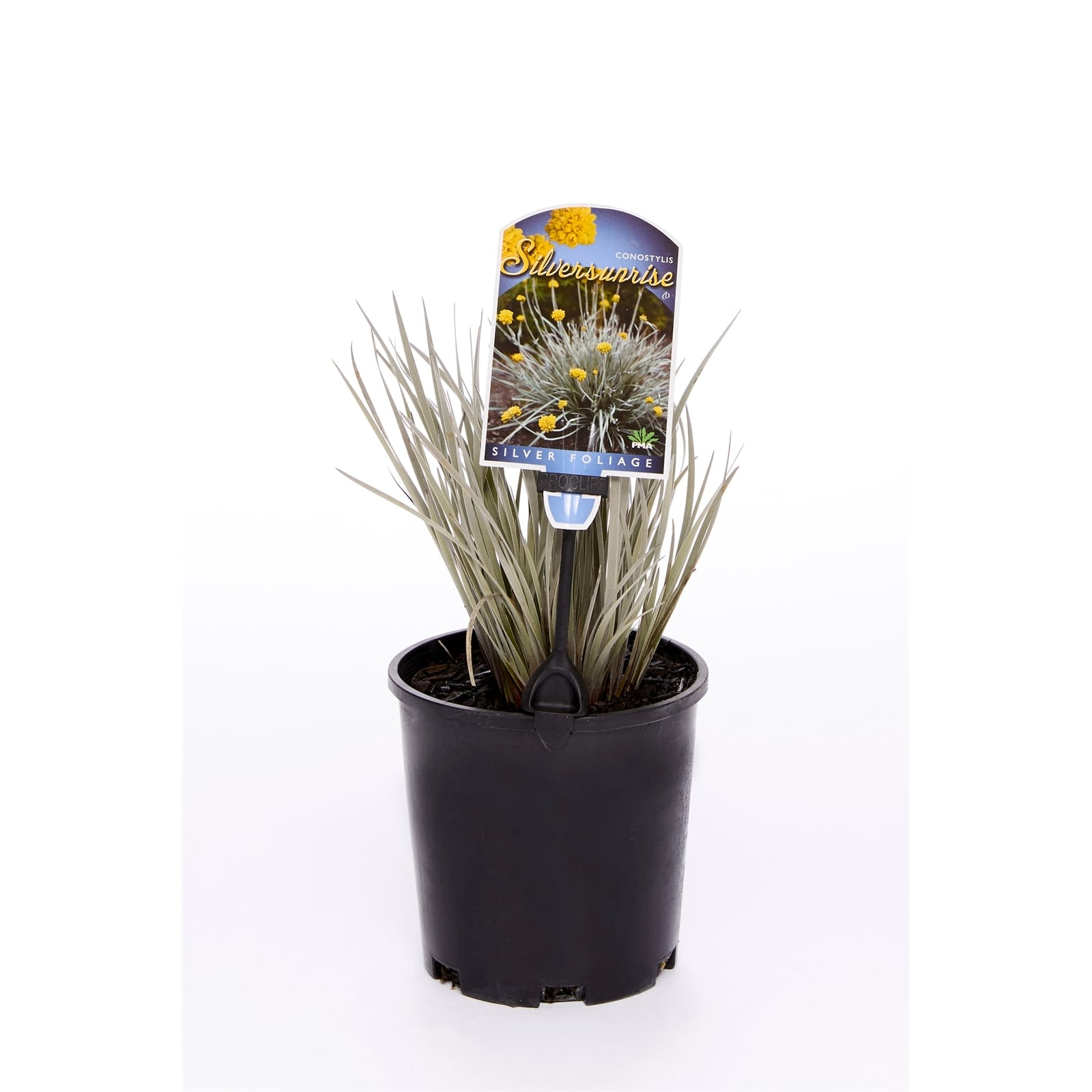 140mm Conostylis Silver Sunrise - Conostylis candicans 'Sliversunrise ...