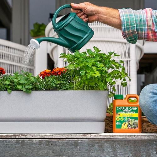 Charlie Carp 1L Premium Organic Fertiliser Concentrate - Bunnings Australia