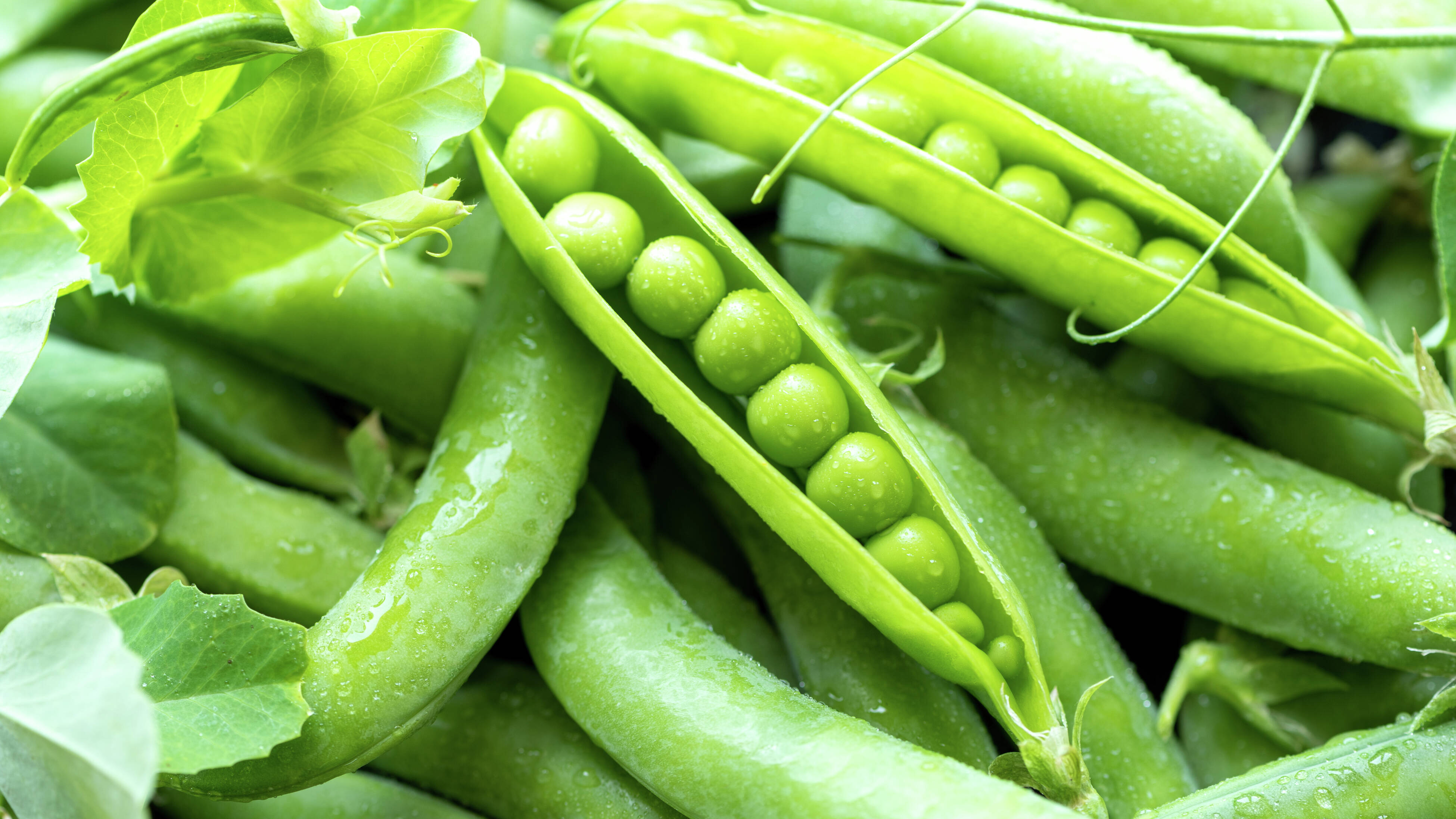 Eleven Herbs And Vegetables To Grow In Winter - Bunnings Australia