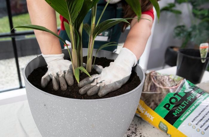 How To Pot A Plant - Bunnings Australia