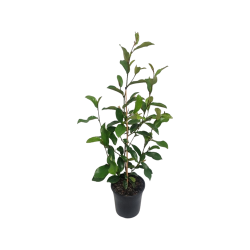 200mm Magnolia White Caviar - Magnolia yunnanensis - Bunnings Australia