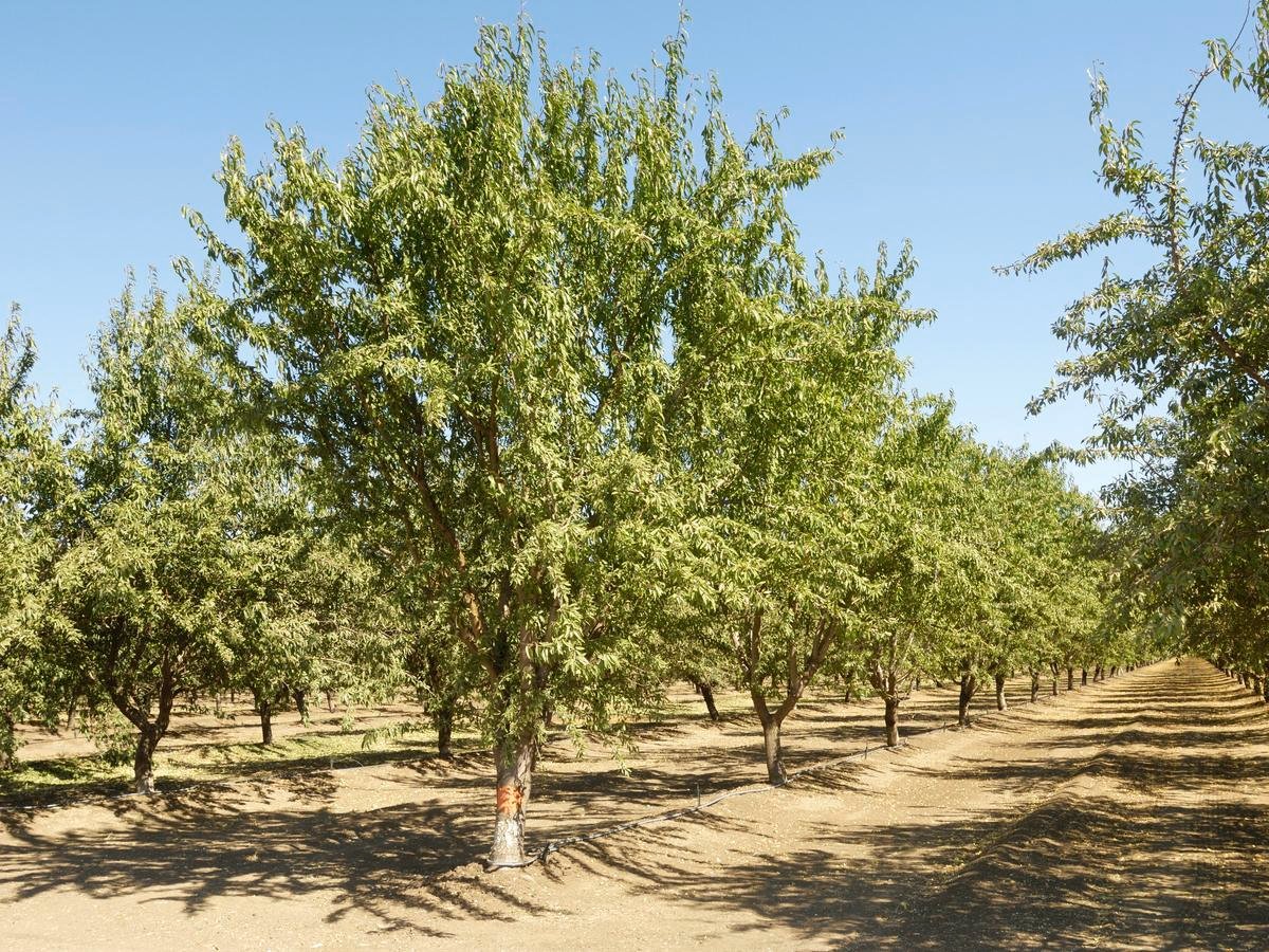 How To Grow An Almond Tree - Bunnings Australia