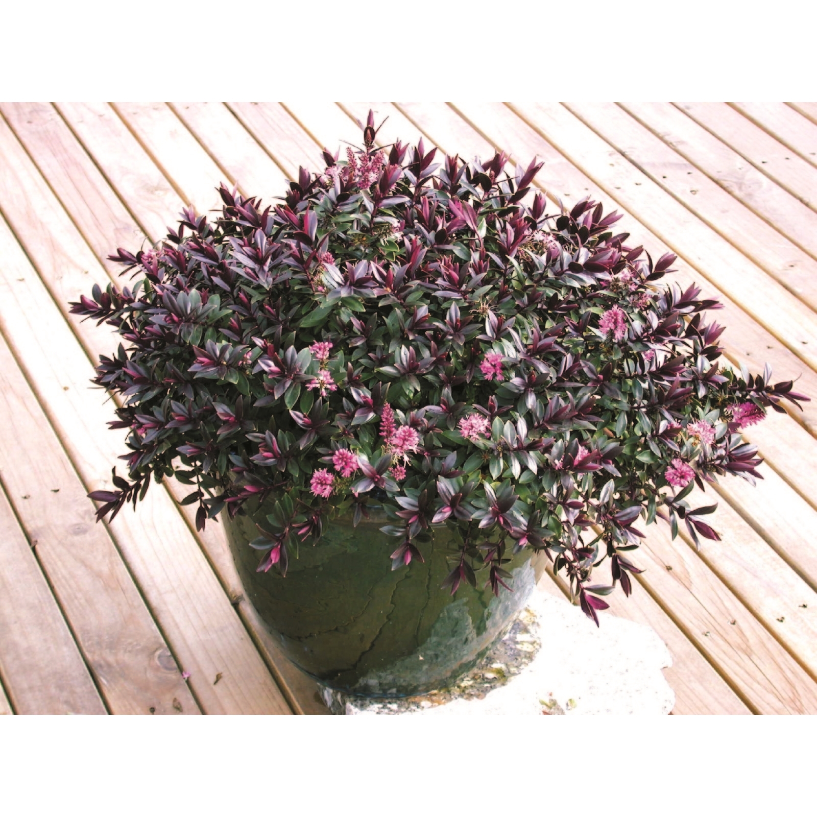 140mm Hebe 'Pretty in Pink' - Hebe hybrid - Bunnings Australia