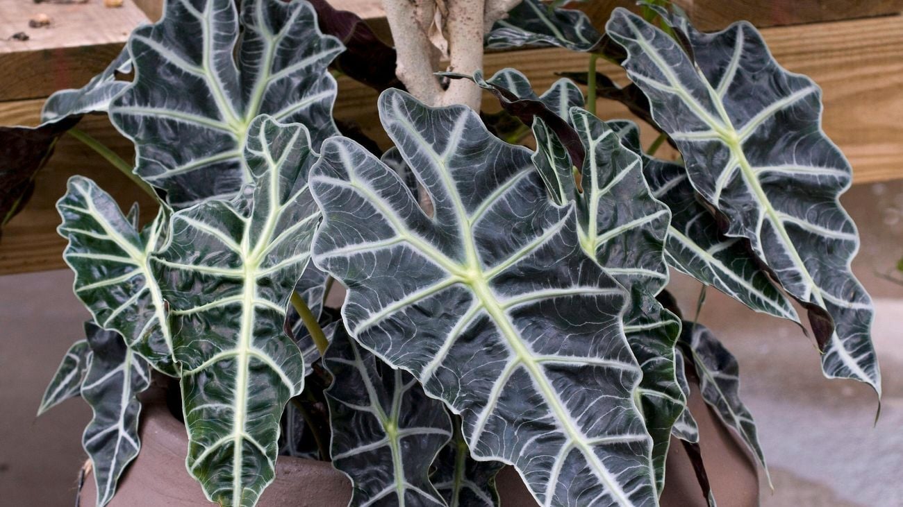 How To Grow Elephant Ear (Alocasia) - Bunnings Australia