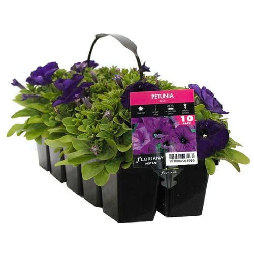 10 Cell Petunia Blue - Petunia x hybrida - Bunnings Australia