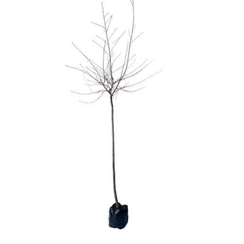 600mm Flowering Cherry - Prunus yedoensis Awanui - Bunnings New Zealand