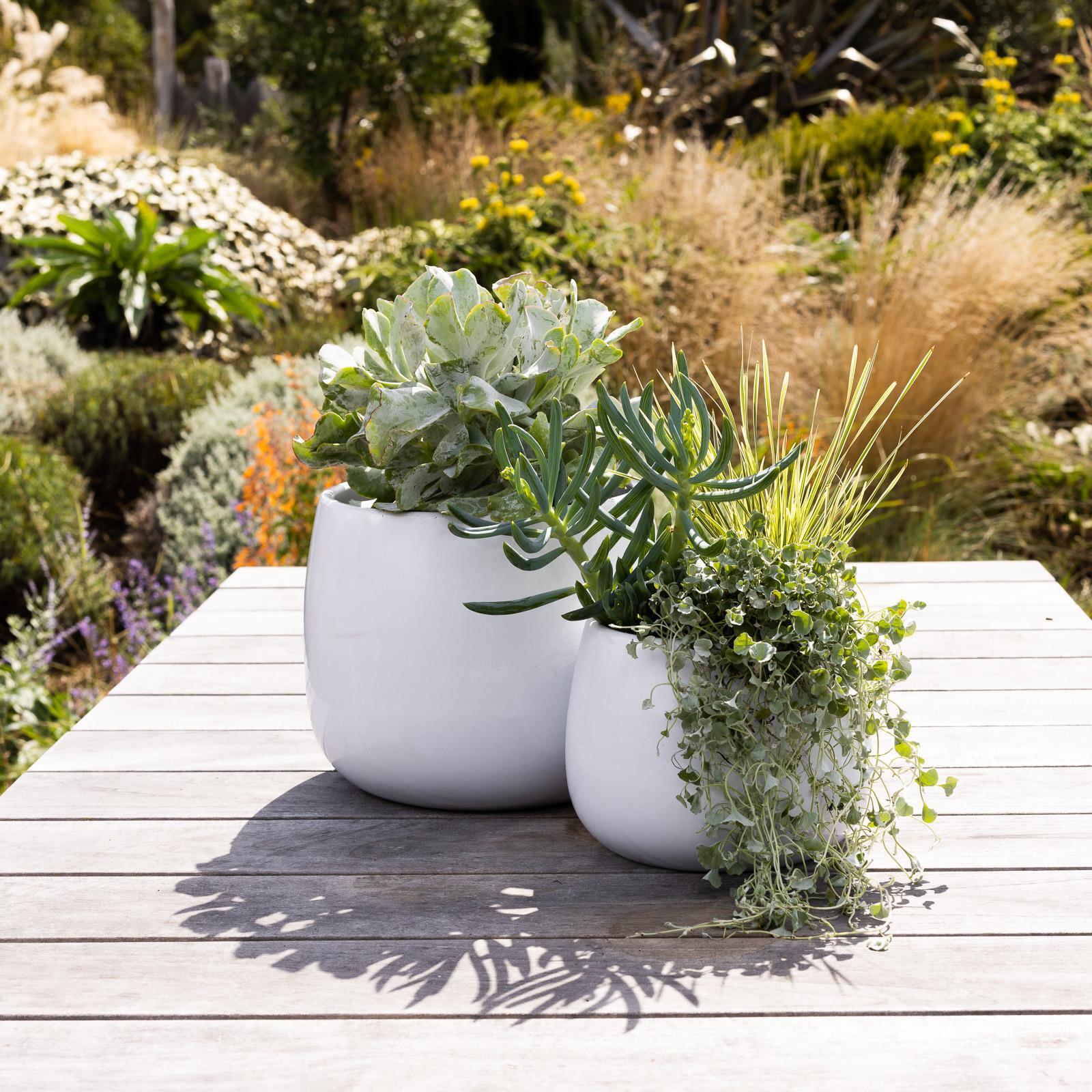 Northcote Pottery 30cm White Ava Drum Pot - Bunnings New Zealand
