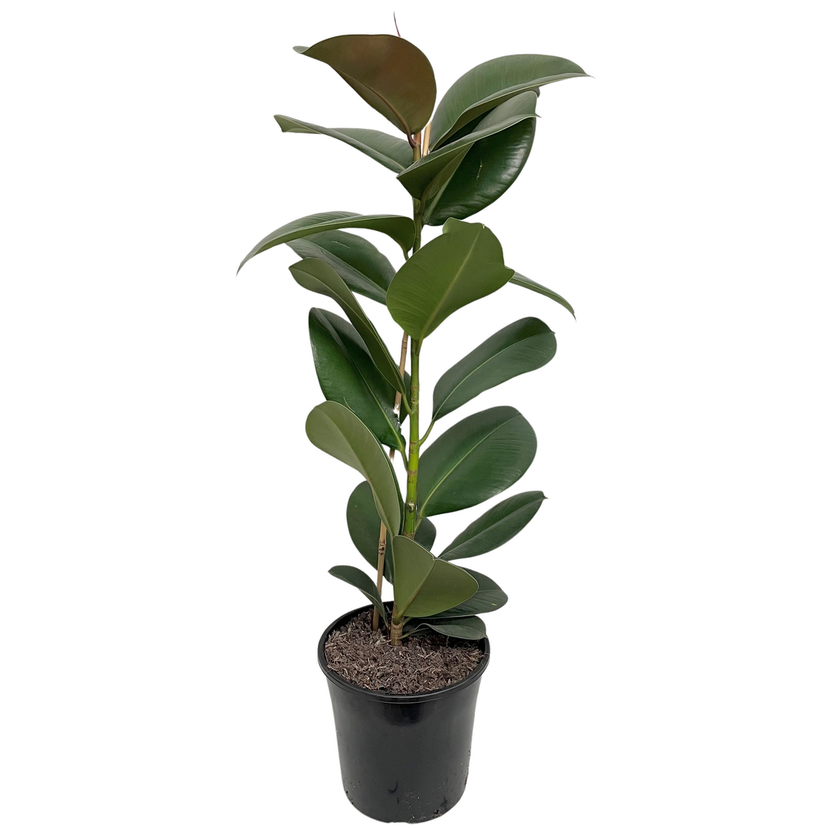 200mm Ficus Sofia - Ficus elastica - Bunnings Australia