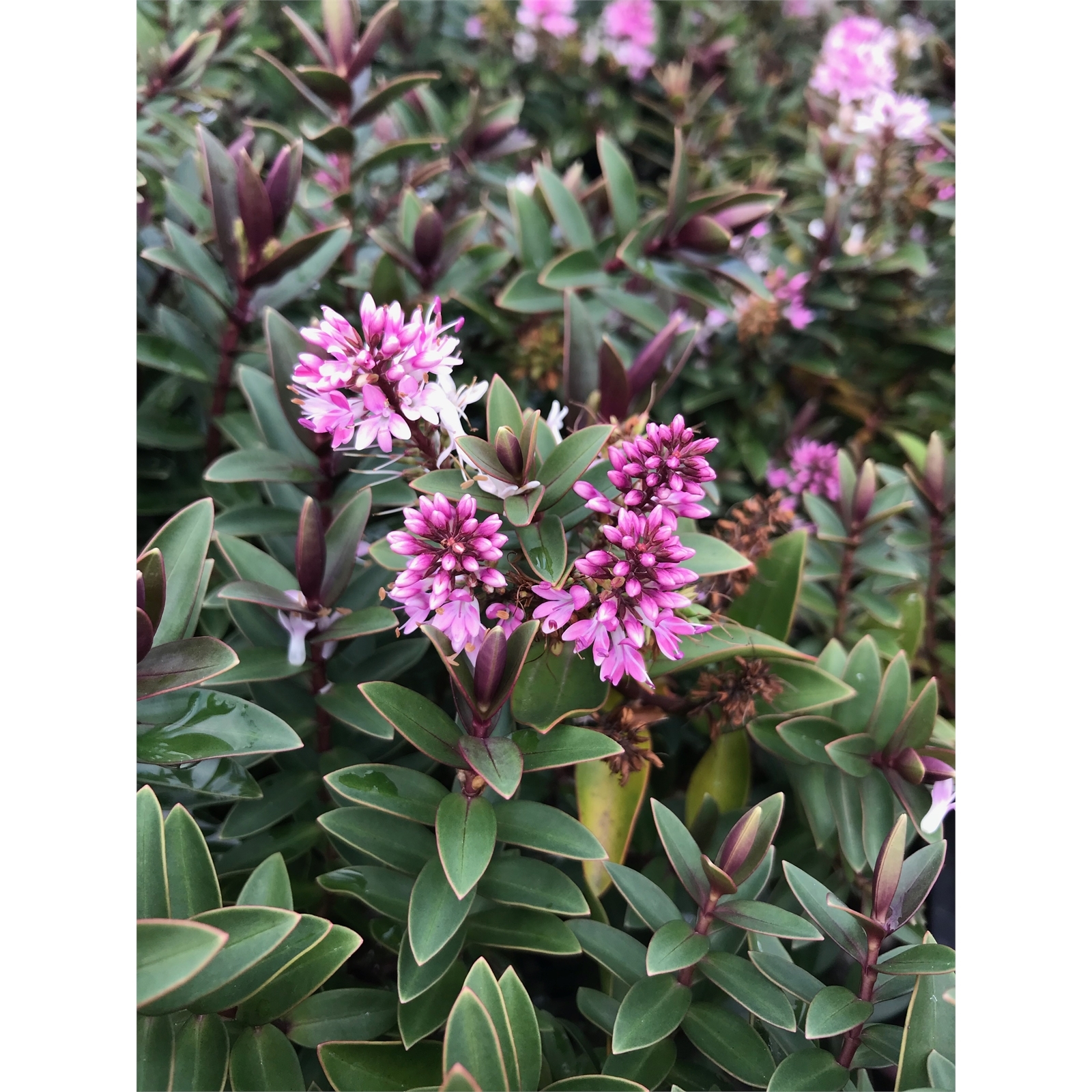 140mm Hebe 'Pretty in Pink' - Hebe hybrid - Bunnings Australia