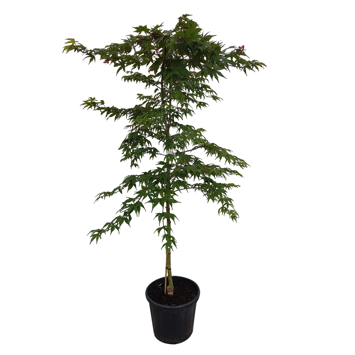30L Japanese Maple - Acer palmatum Osakazuki - Bunnings New Zealand