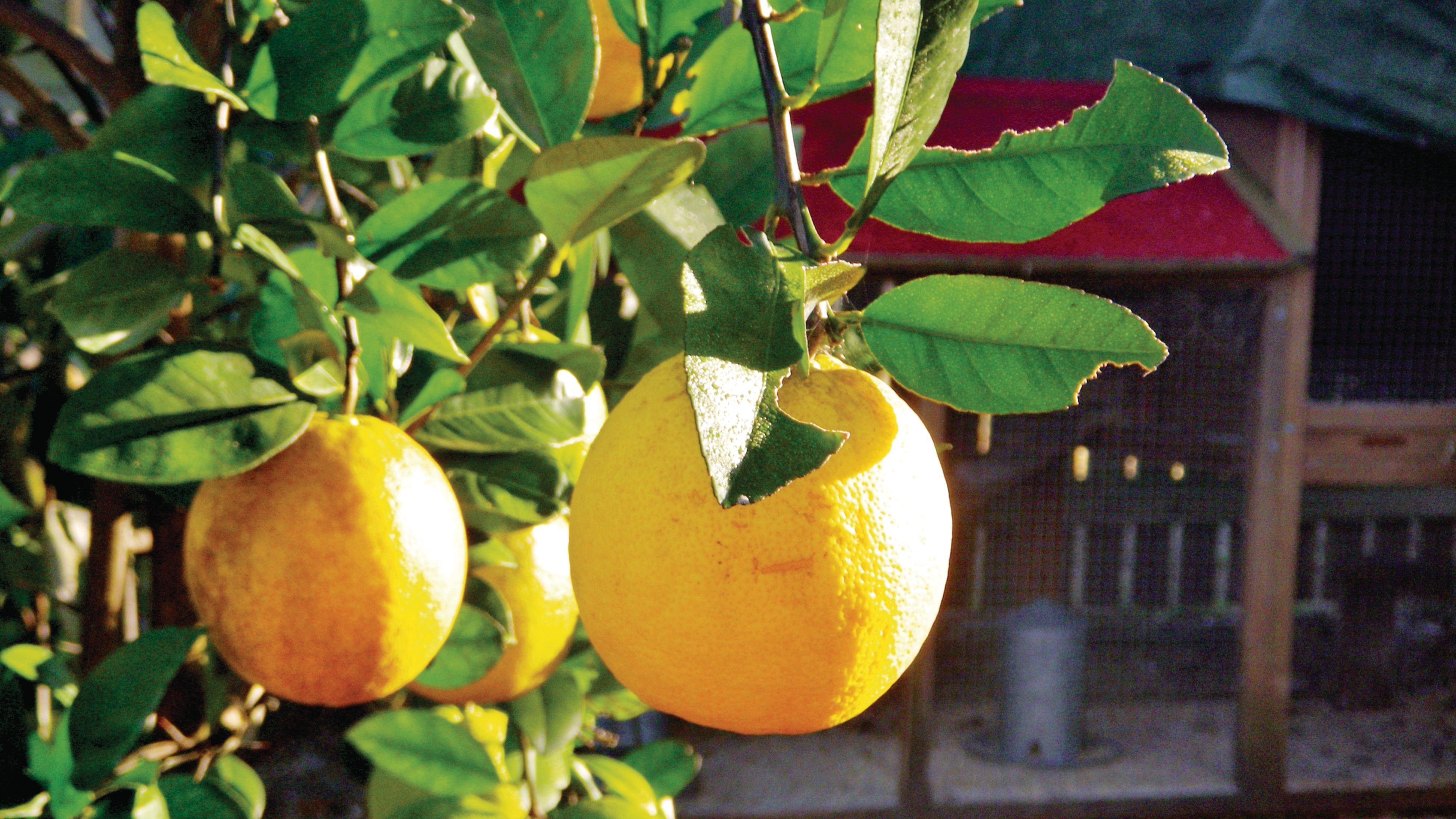 Growing Citrus Plants - Bunnings Australia