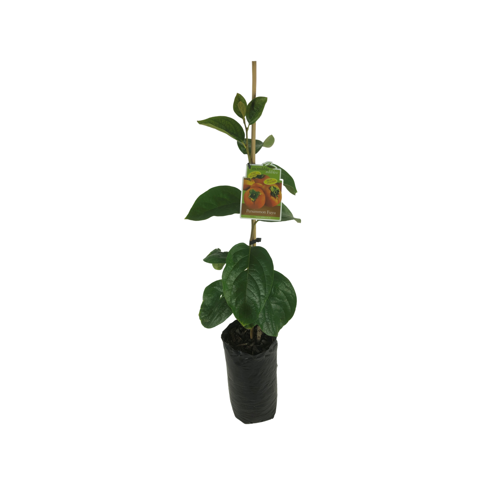 10L Persimmon Fuyu - Diospyros Kaki - Bunnings New Zealand