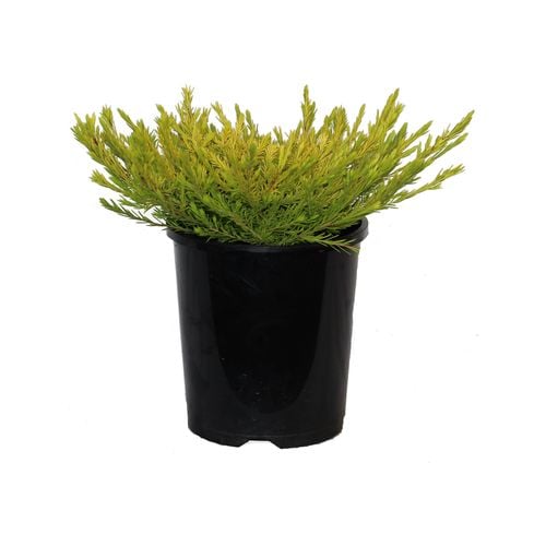 140mm Gold Diosma - Coleonema pulchrum Aurea - Bunnings Australia