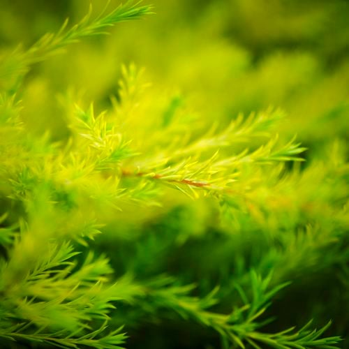 180mm Golden Diosma - Coleonema pulchrum Aurea - Bunnings Australia