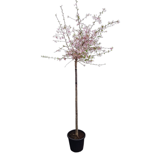 30L Bottom Worked Flowering Cherry - Prunus x yedoensis Awanui ...