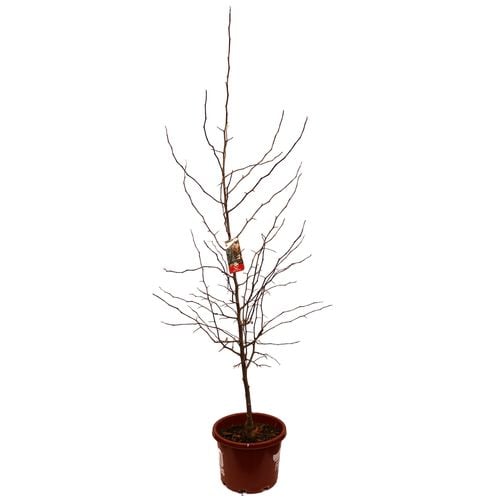 330mm Crab Apple - Malus Ioensis Plena - Bunnings Australia