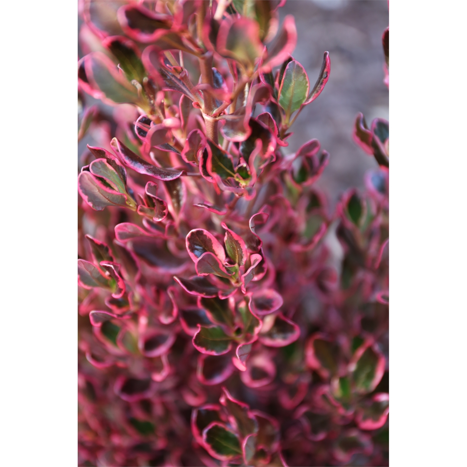 2.5L Pacific Sunrise - Coprosma repens - Bunnings New Zealand