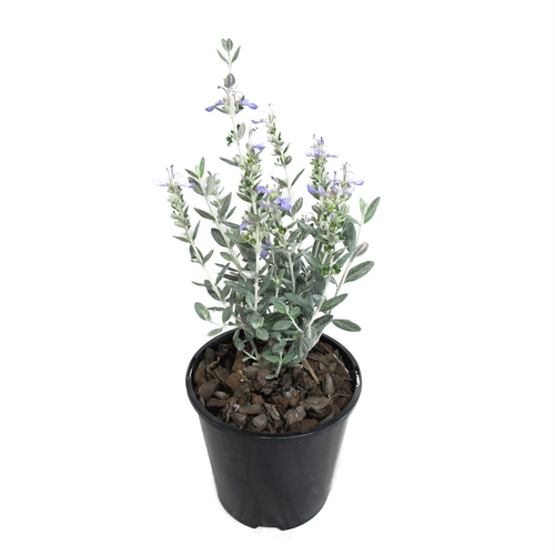 1.9L Teucrium Silver Box™ - Teucrium fruticans - Bunnings New Zealand