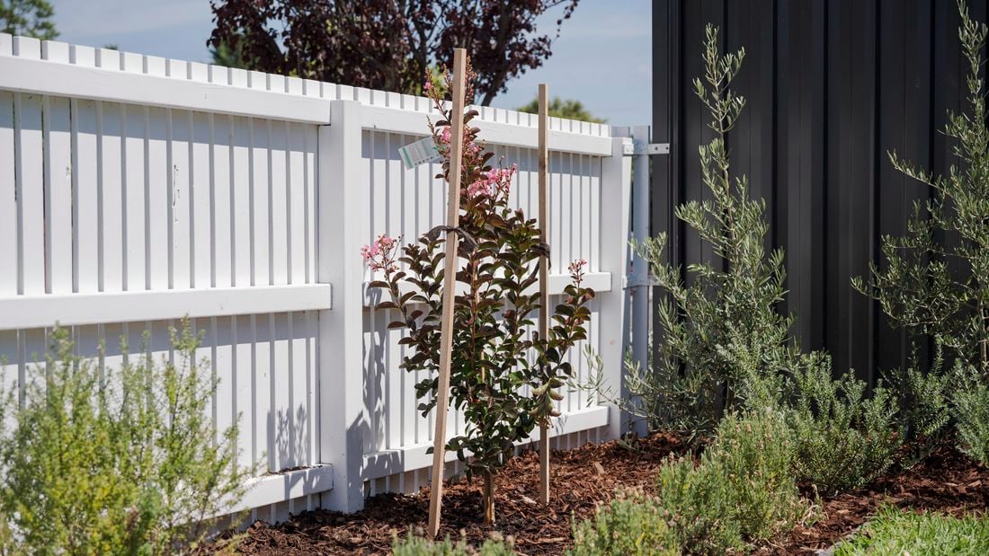 How To Plant A Tree - Bunnings Australia
