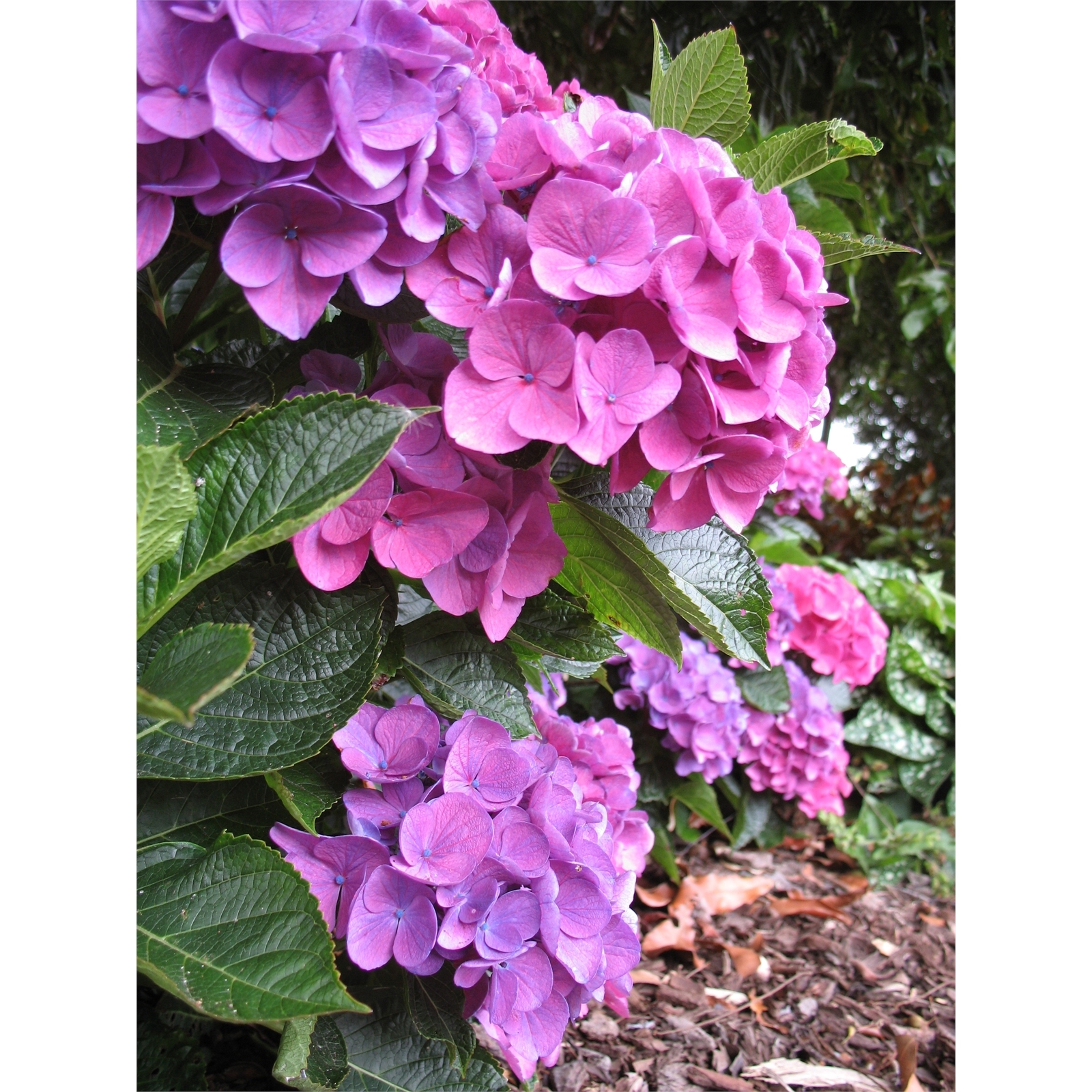 4.5L Hydrangea Zurich - Hydrangea macrophylla - Bunnings New Zealand