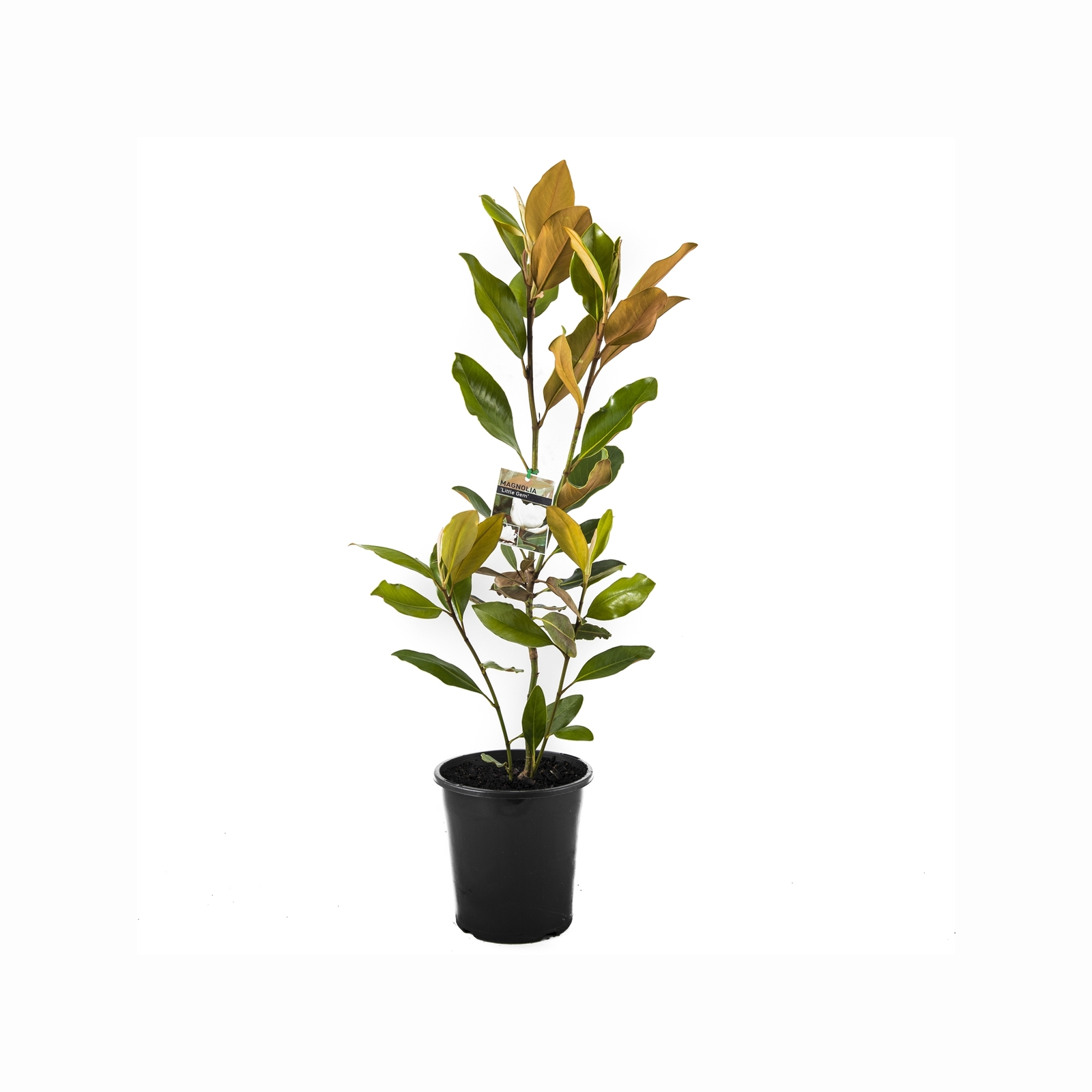 180mm Magnolia Little Gem - Magnolia grandiflora - Bunnings Australia