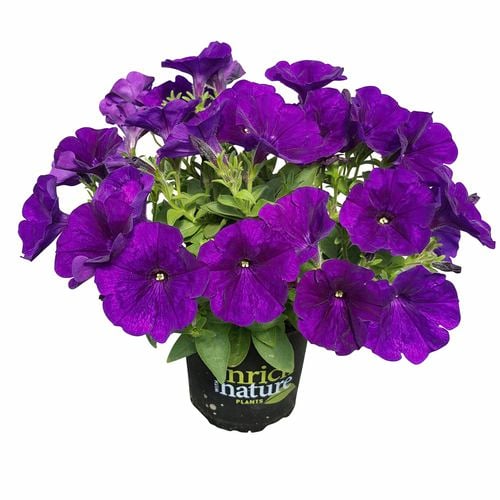 130mm Assorted Petunia Potunia - Bunnings New Zealand
