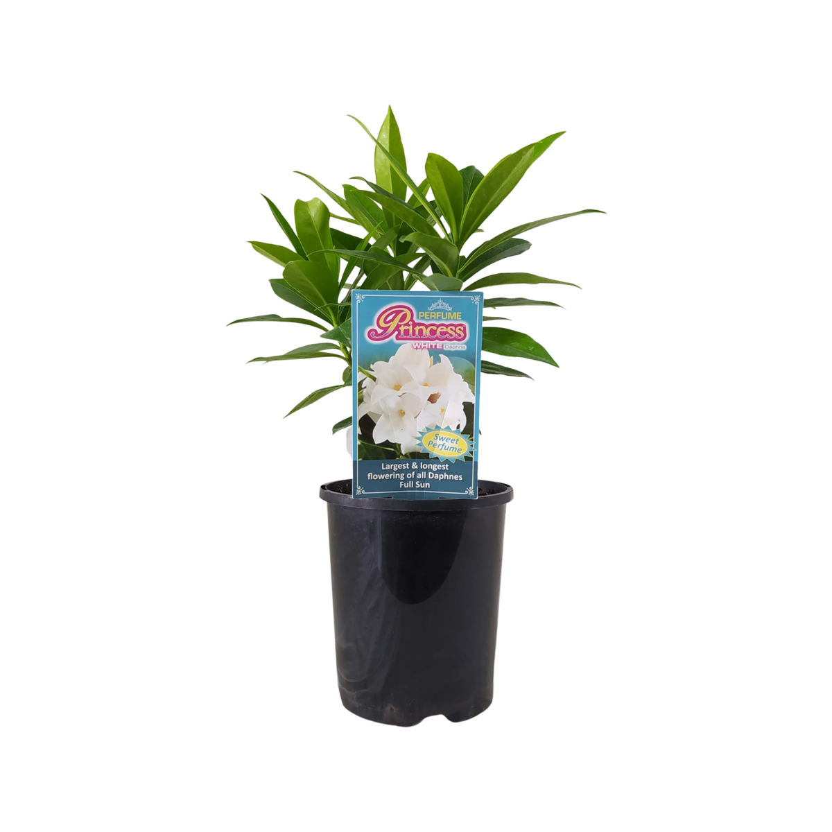 140mm Daphne Perfume Princess White - Daphne odora Bholua - Bunnings ...