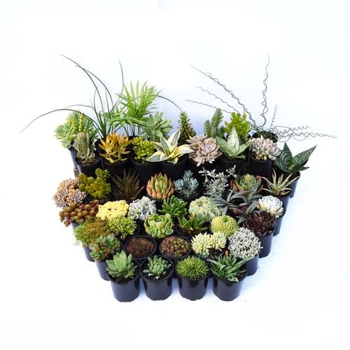 11cm Indoor Assorted Plants - Bunnings New Zealand