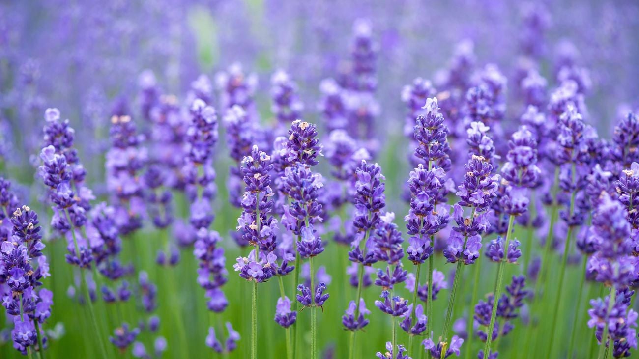 How To Plant, Grow And Harvest Lavender - Bunnings Australia