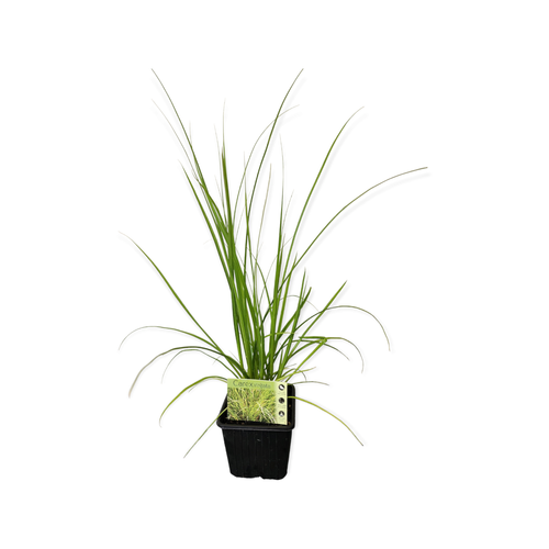 10cm Plant Grasses - Assorted - Bunnings New Zealand