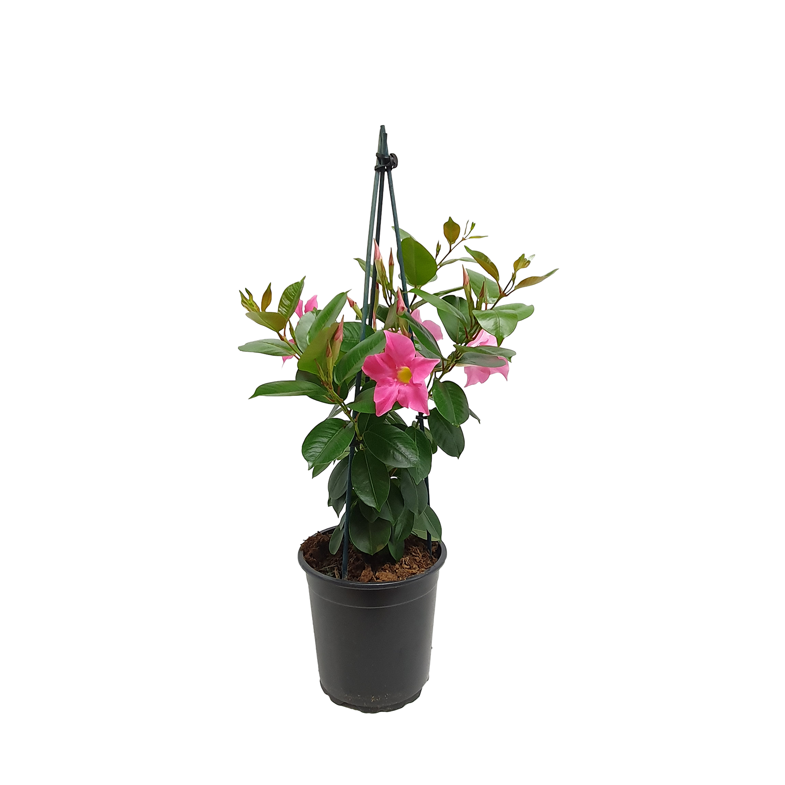 170mm Mandevilla Lannes - Diamantina Series - Bunnings New Zealand