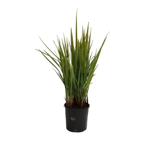 140mm Dianella Revelation - Dianella revoluta - Bunnings Australia