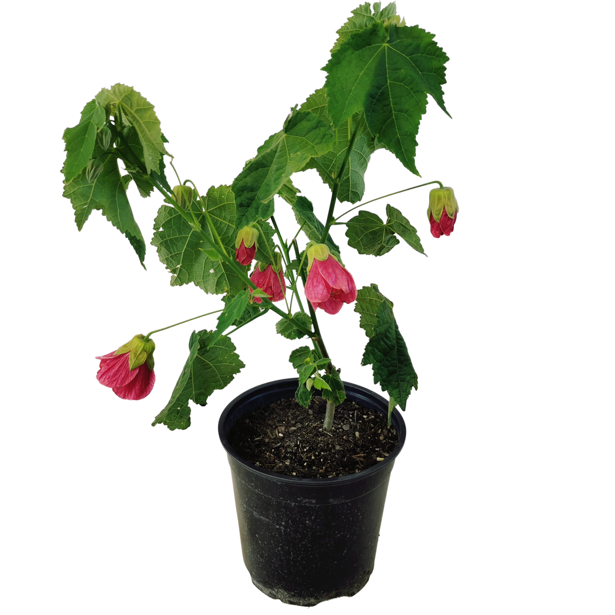 2.5L Dwarf Abutilon Pink - Abutilon species - Bunnings New Zealand
