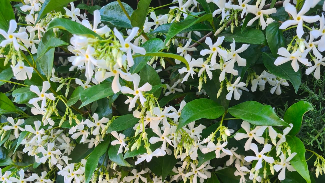 Backyard Beauties: Flowering Climber Plants To Grow In Your Garden ...