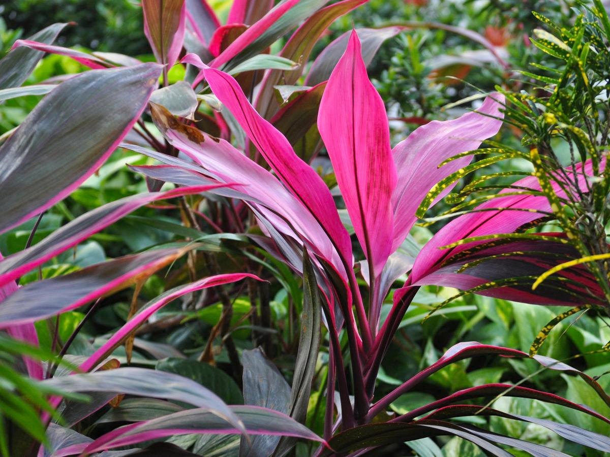 Grasses - Cordyline - Bunnings New Zealand