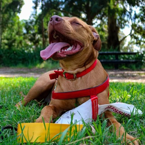 Aussie Dog Products White Chook Toy - Bunnings Australia