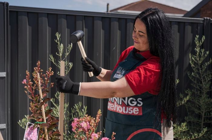 How To Plant A Tree - Bunnings Australia