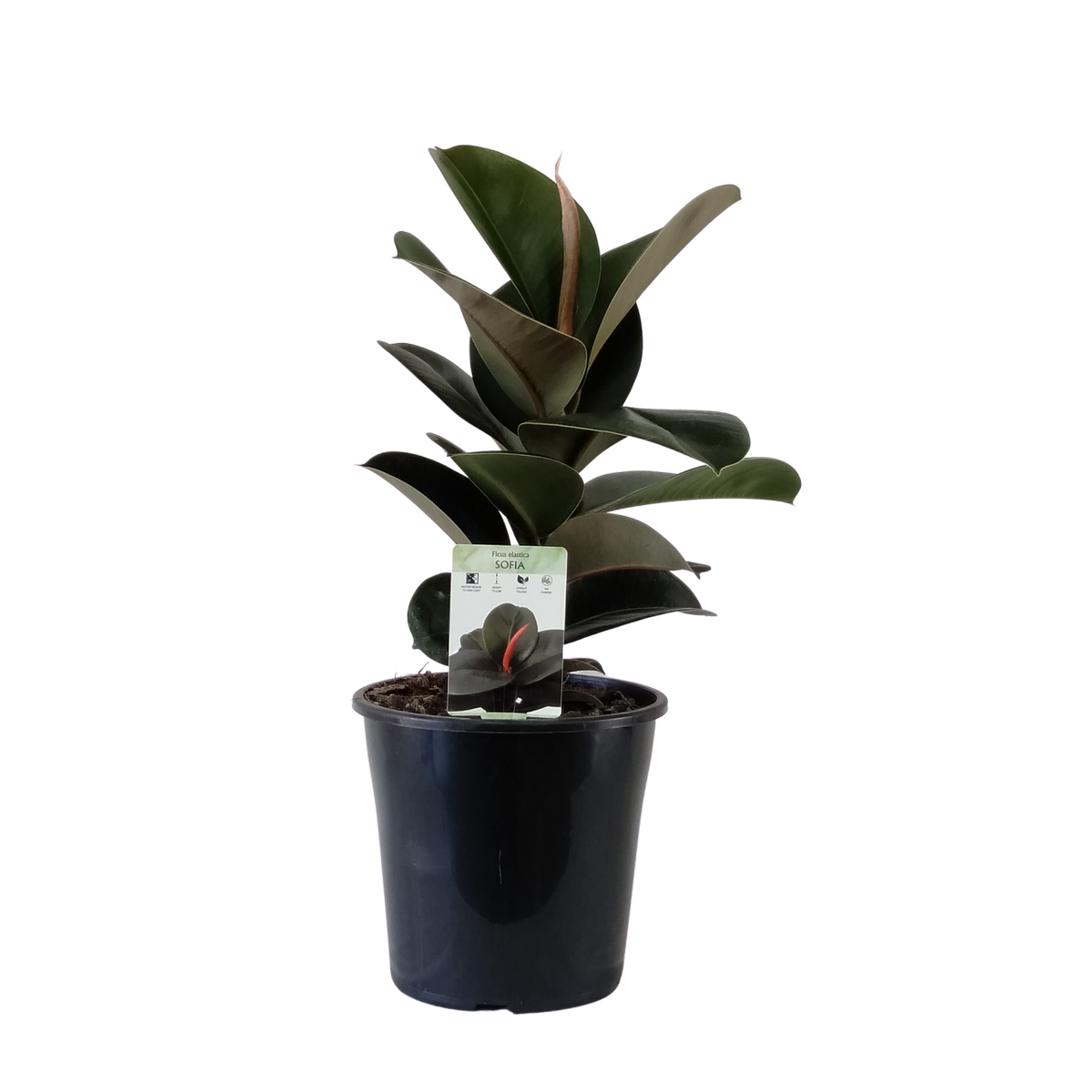 200mm Ficus Sofia - Ficus elastica - Bunnings Australia