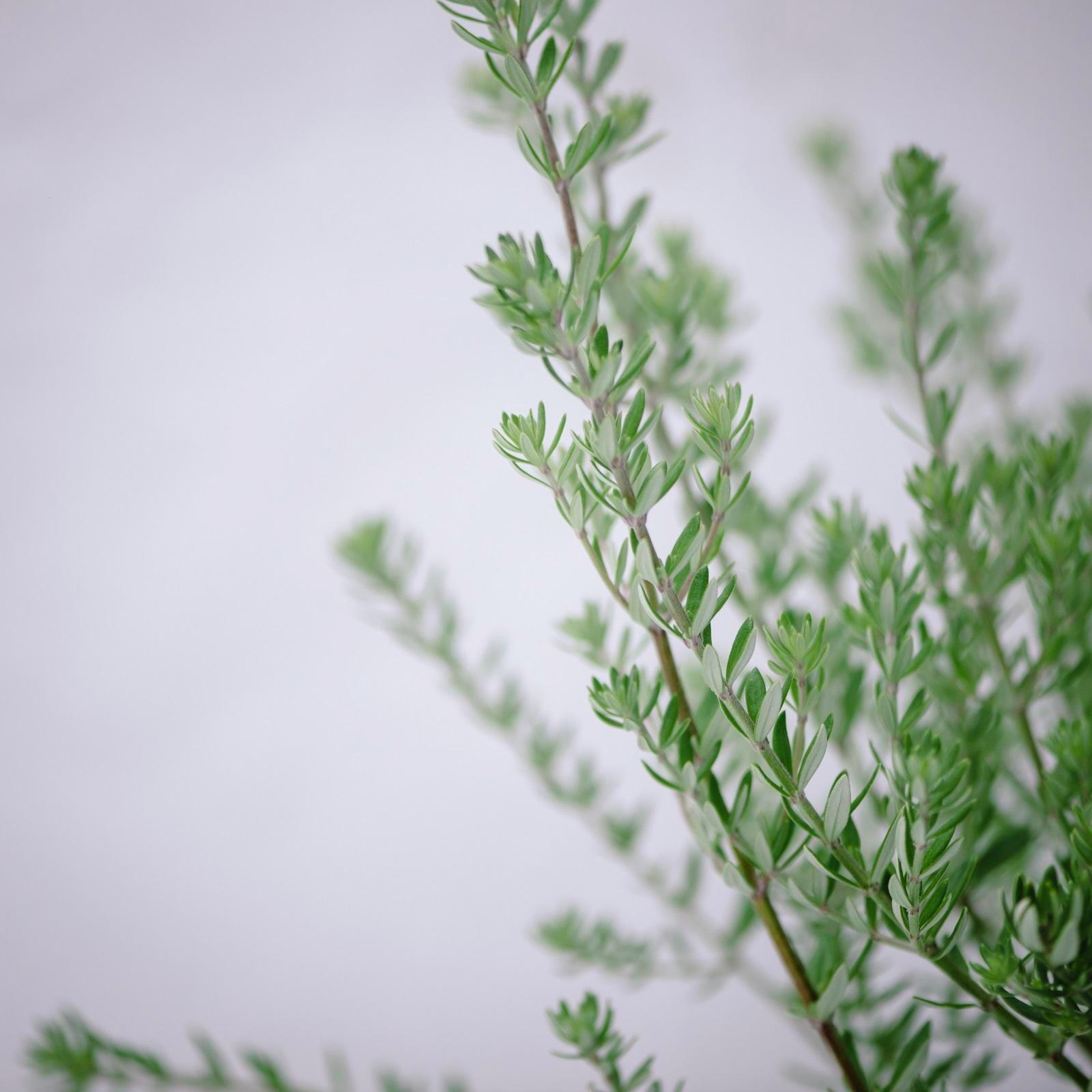 180mm Coast Rosemary - Westringia fruticosa - Bunnings Australia