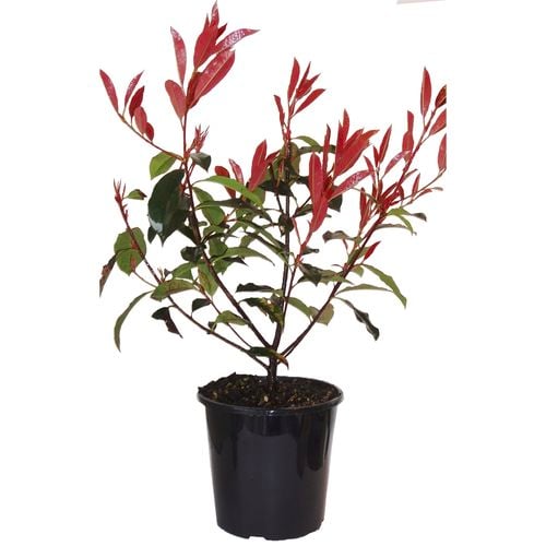 4L Red Robin - Photinia fraseri - Bunnings New Zealand