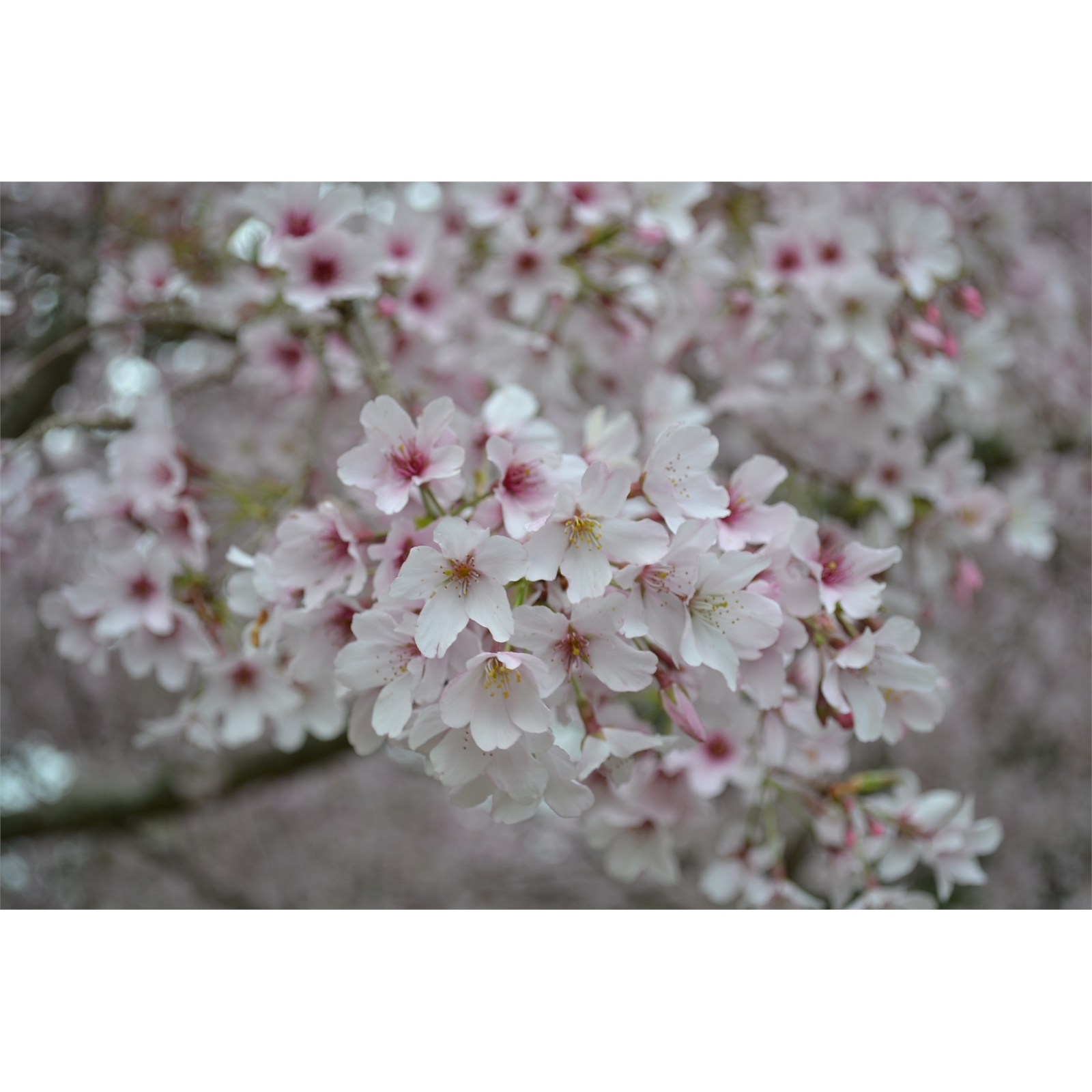 600mm Flowering Cherry - Prunus yedoensis Awanui - Bunnings New Zealand