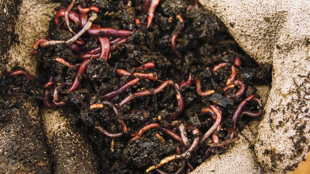 How To Nourish Your Garden Soil With Verasoil Organic Approved Worm ...