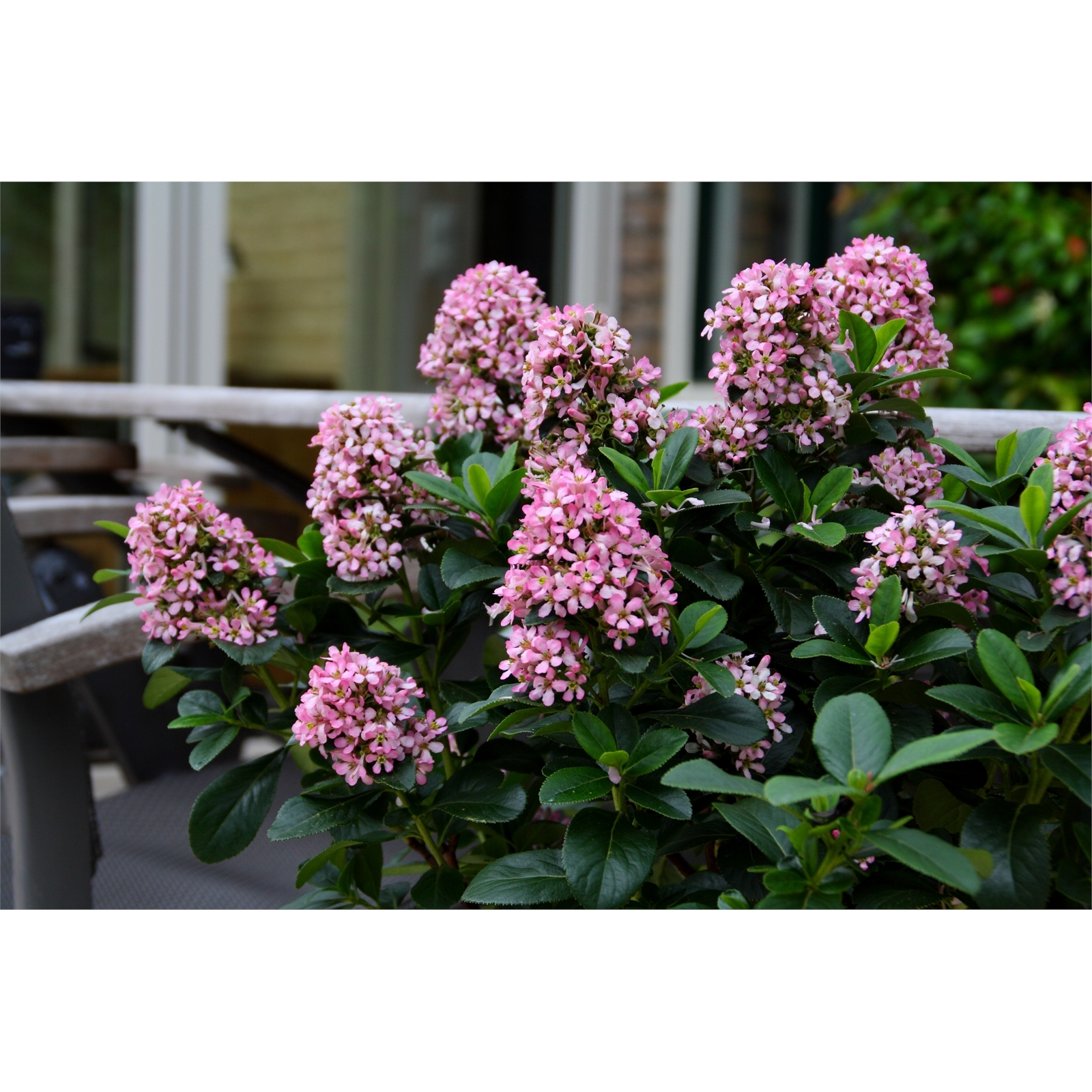 140mm Escallonia Pink Elle - Bunnings Australia