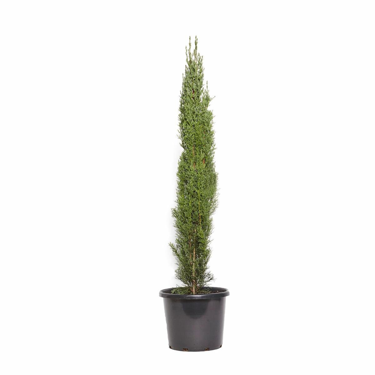 270mm Conifer Pencil Pine - Cupressus sempervirens Glauca - Bunnings ...