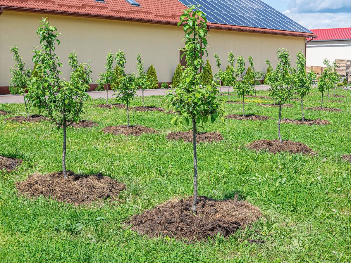 How To Grow A Dwarf Fruit Tree - Bunnings New Zealand