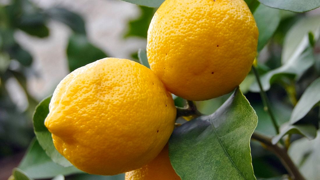 Growing Citrus Plants - Bunnings Australia